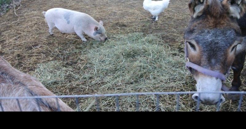 Fishtown Local: Picture the exploding pig | Opinion | gloucestertimes.com