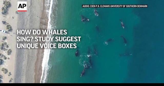 How do whales sing? Lab experiments suggest their voice boxes have a ...