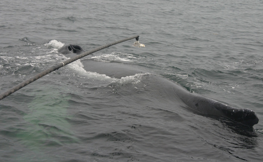 Whale trackers: Local scientists key in major 2-week study | Local News ...