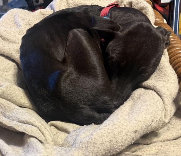 The miraculous tale of Tavi's return | Local News | gloucestertimes.com