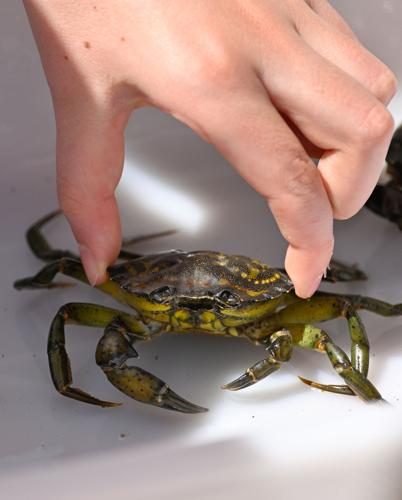 Manchester, Essex fifth-graders bond by fighting invasive crabs | Local ...