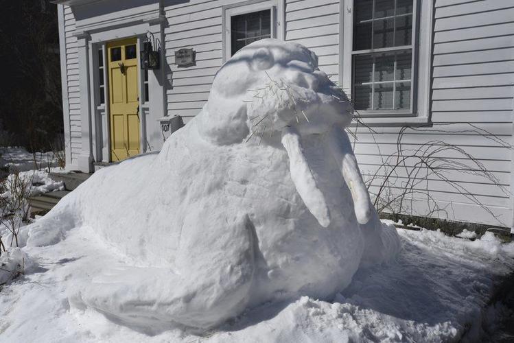 Family creates giant snow walrus | Local News | gloucestertimes.com