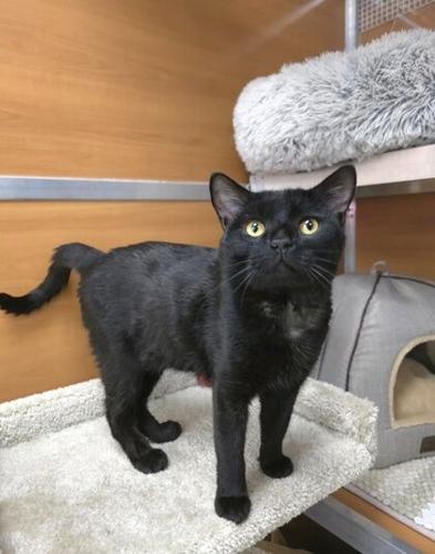 Pet of the Week | Lifestyle | gloucestertimes.com
