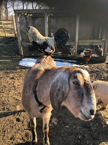 Fishtown Local: The passing of a pal | Columns | gloucestertimes.com