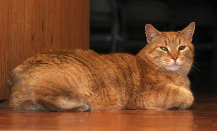 A party for Stubby the harbor cat | Local News | gloucestertimes.com