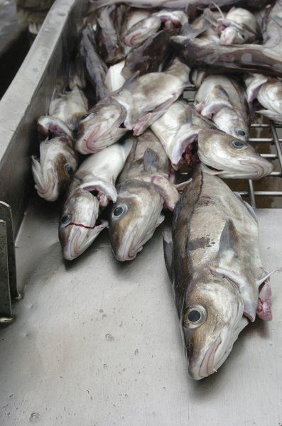Haddock quota raised but long federal delays cause increasing ...