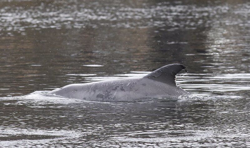 Dolphin makes rare winter appearance | Local News | gloucestertimes.com