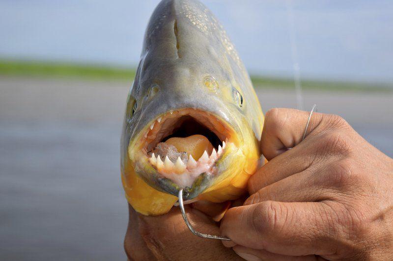 Outdoors: Fishing for piranhas on the Parana River | Sports ...