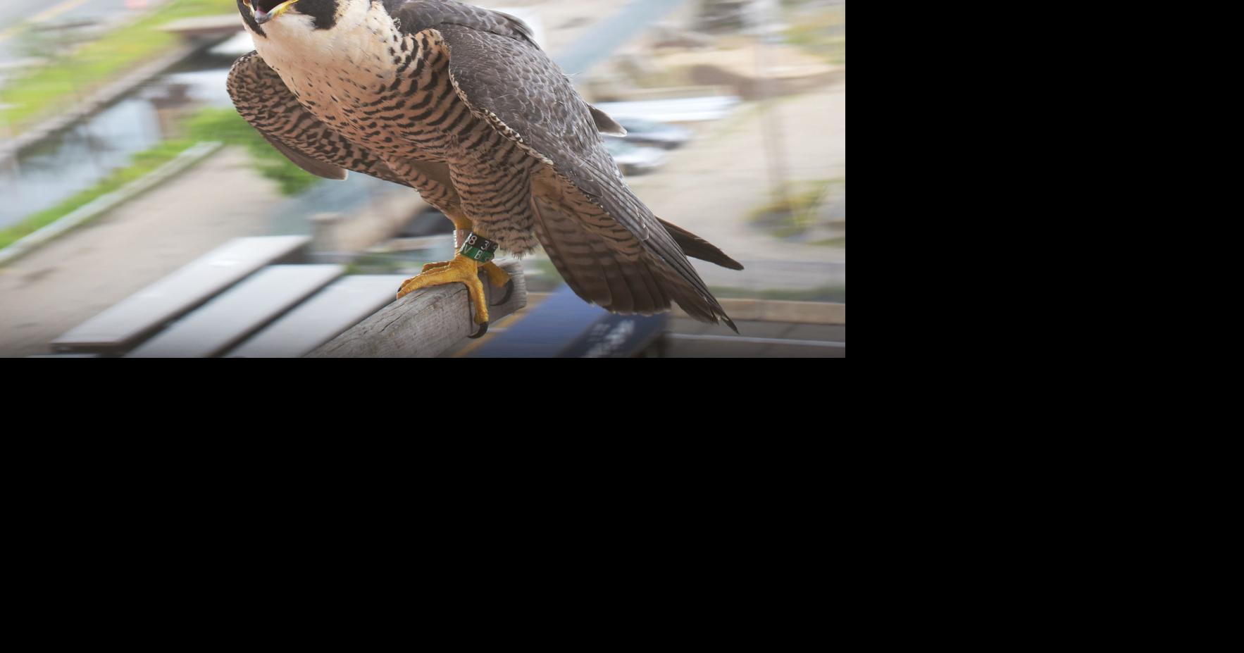 SLIDESHOW:June Photos of the Month | Multimedia | gloucestertimes.com