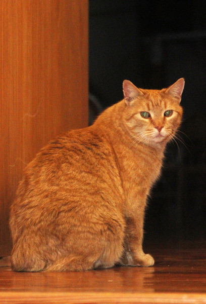 A party for Stubby the harbor cat | Local News | gloucestertimes.com