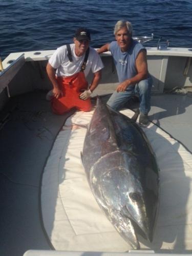 Outdoors: The Sargasso Sea | Local Sports | gloucestertimes.com
