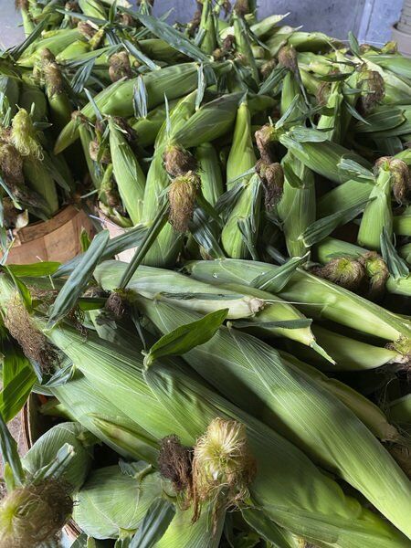 Early harvest: Locally grown corn on the grill by the Fourth | Local ...