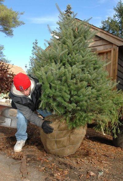 Planting live Christmas trees outside takes advanced planning ...