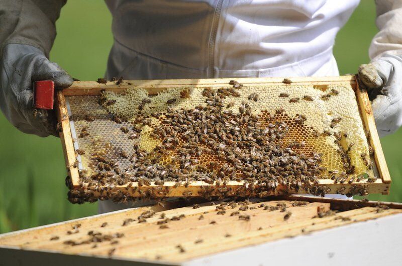 Wanna-be keepers welcomed at Bee School | Lifestyle | gloucestertimes.com