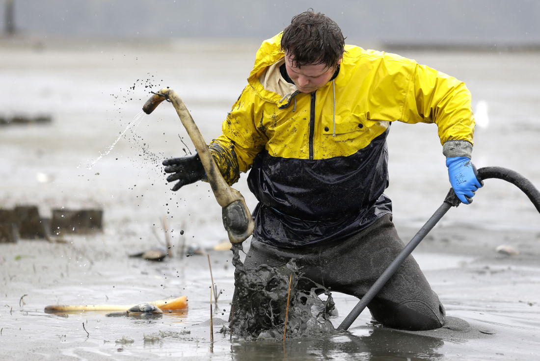 SLIDESHOW: Farming geoducks takes patience and lots of gear | Gallery ...