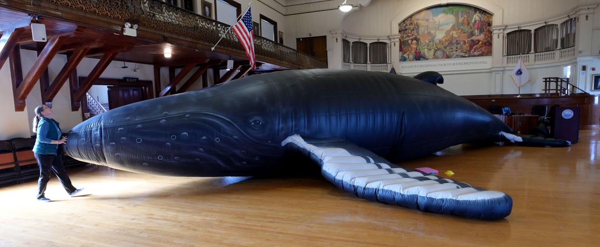 Inside the whale | Multimedia | gloucestertimes.com