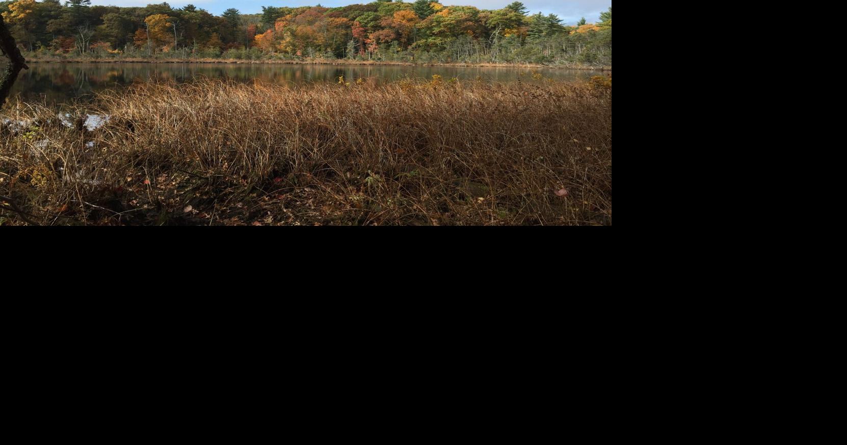 Mass Audubon to open new wildlife sanctuary in Wenham | North Of Boston ...