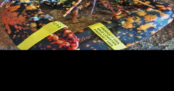 Talk of the Times: Calico crustacean surfaces in catch, 'Wicked Tuna ...