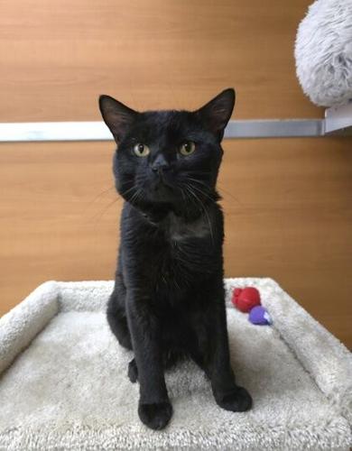 Pet of the Week | Lifestyle | gloucestertimes.com