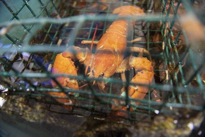 Rare red lobster makes a splash in Danvers | News | gloucestertimes.com