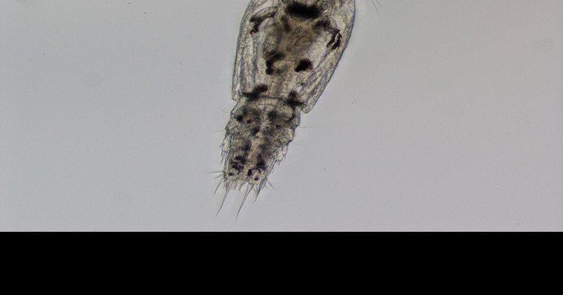 Literally lousy: Parasite plagues world salmon industry | Fishing ...