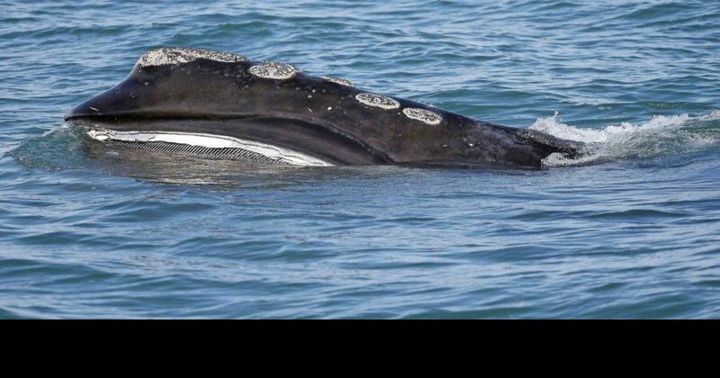 Column: Right whale, wrong decisions | Opinion | gloucestertimes.com
