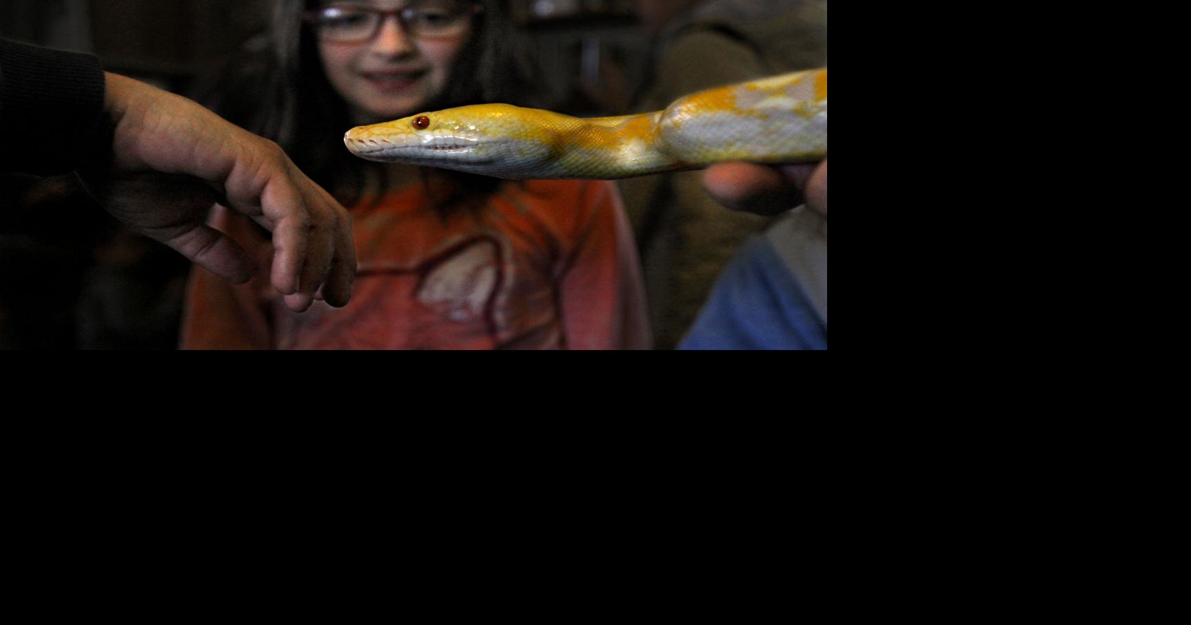 Slideshow: Snakes of New England and World in Essex | News ...