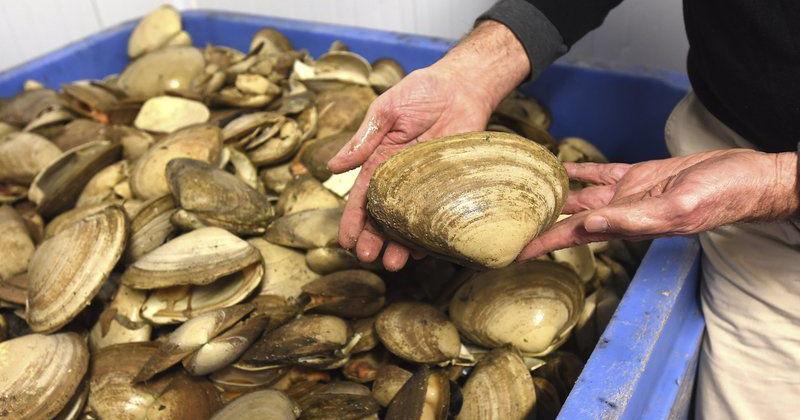 Fishermen backing surf clammers in fight over harvest area | Fishing ...