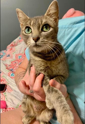 Cats affected by Louisiana snowstorms available for adoption in Salem ...