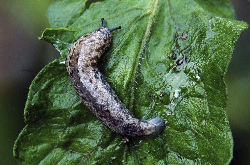 Catch slugs by using old yeast, oatmeal as bait | Lifestyle ...