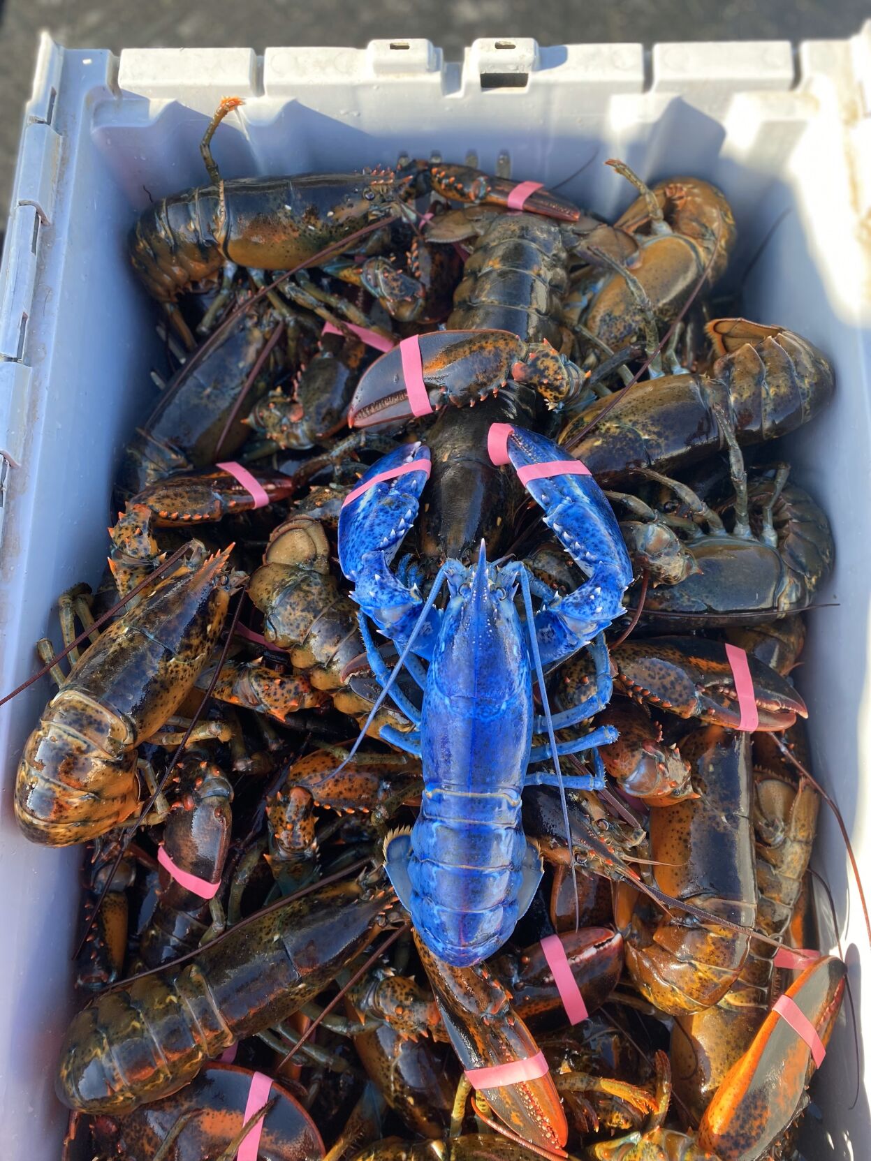 Holy Mackerel collars blue lobster | Fishing Industry News ...
