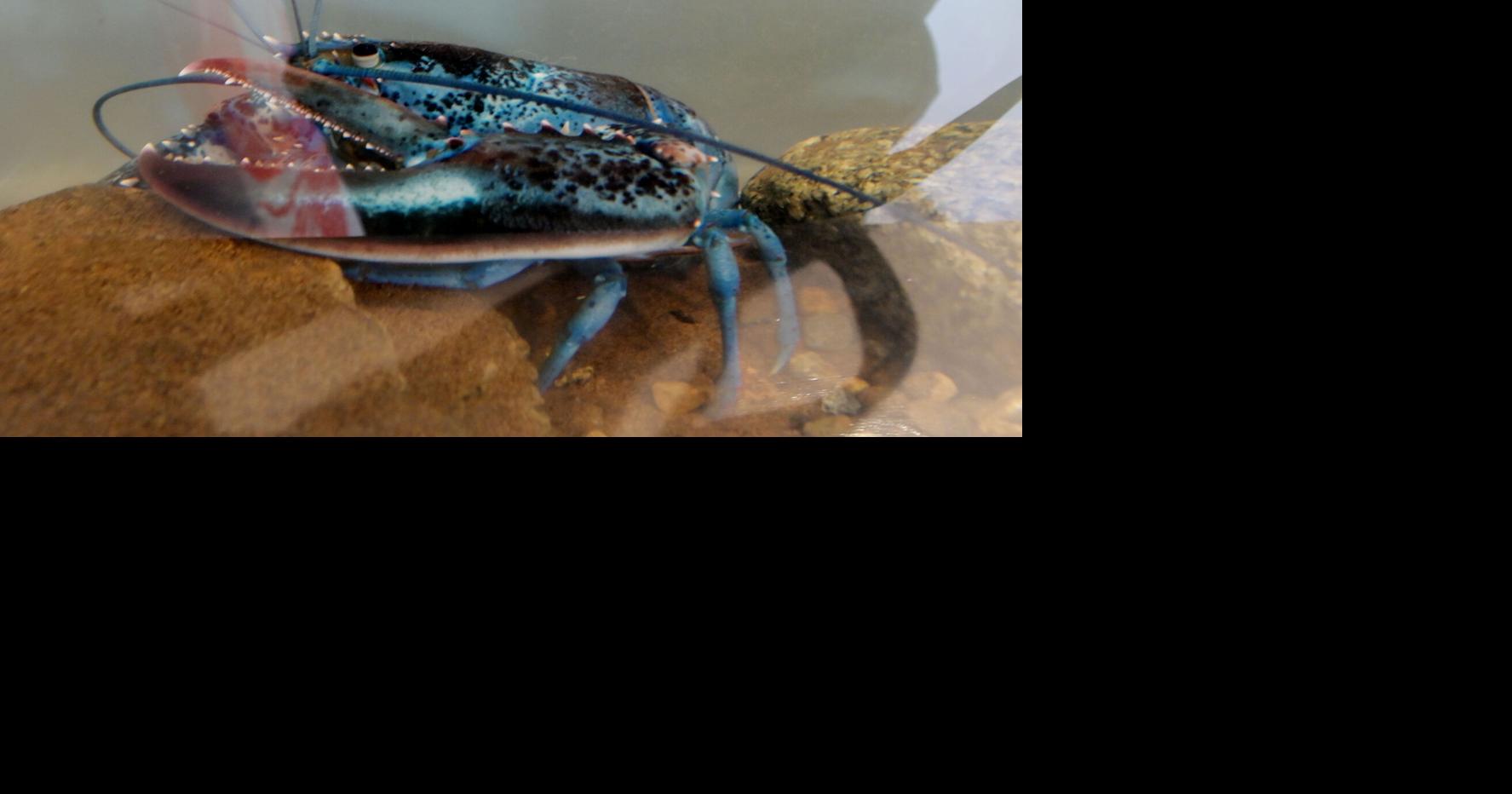Rare blue lobster finds new home at Maritime Gloucester | Fishing ...
