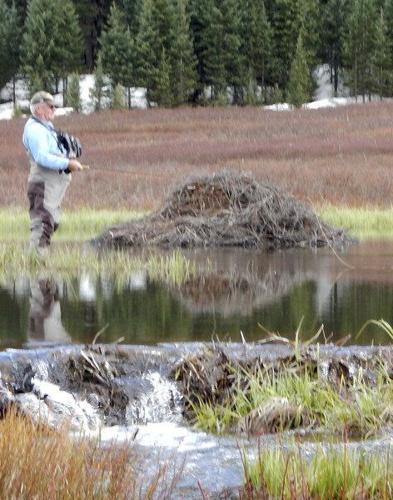 Outdoors: Beaver dams have many benefits to ecosystem | Sports ...