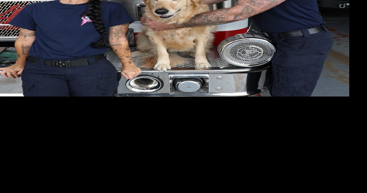 Fountain Inn's fire dog Ember turns 4 years old | News | gofountaininn.com