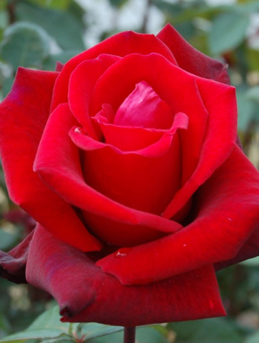 Michael Joseph Stang | Obituaries | gofountaininn.com