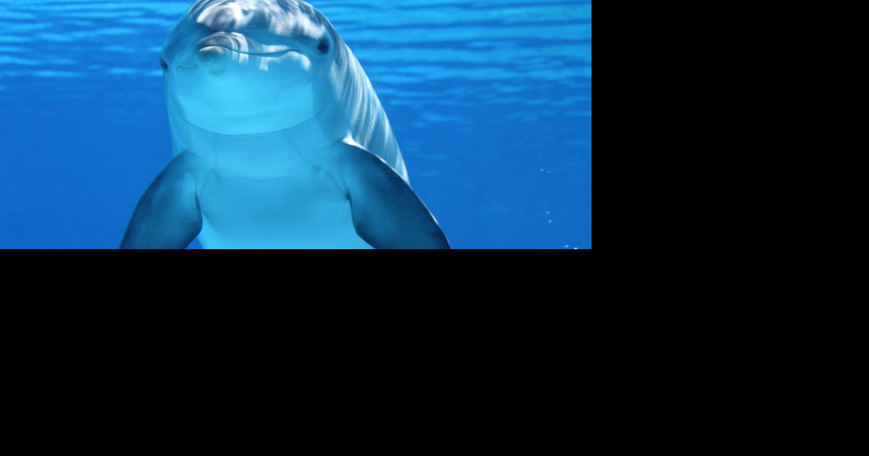 Atlantic Bottlenose Dolphins | Gim Columns | goldenislesmagazine.com