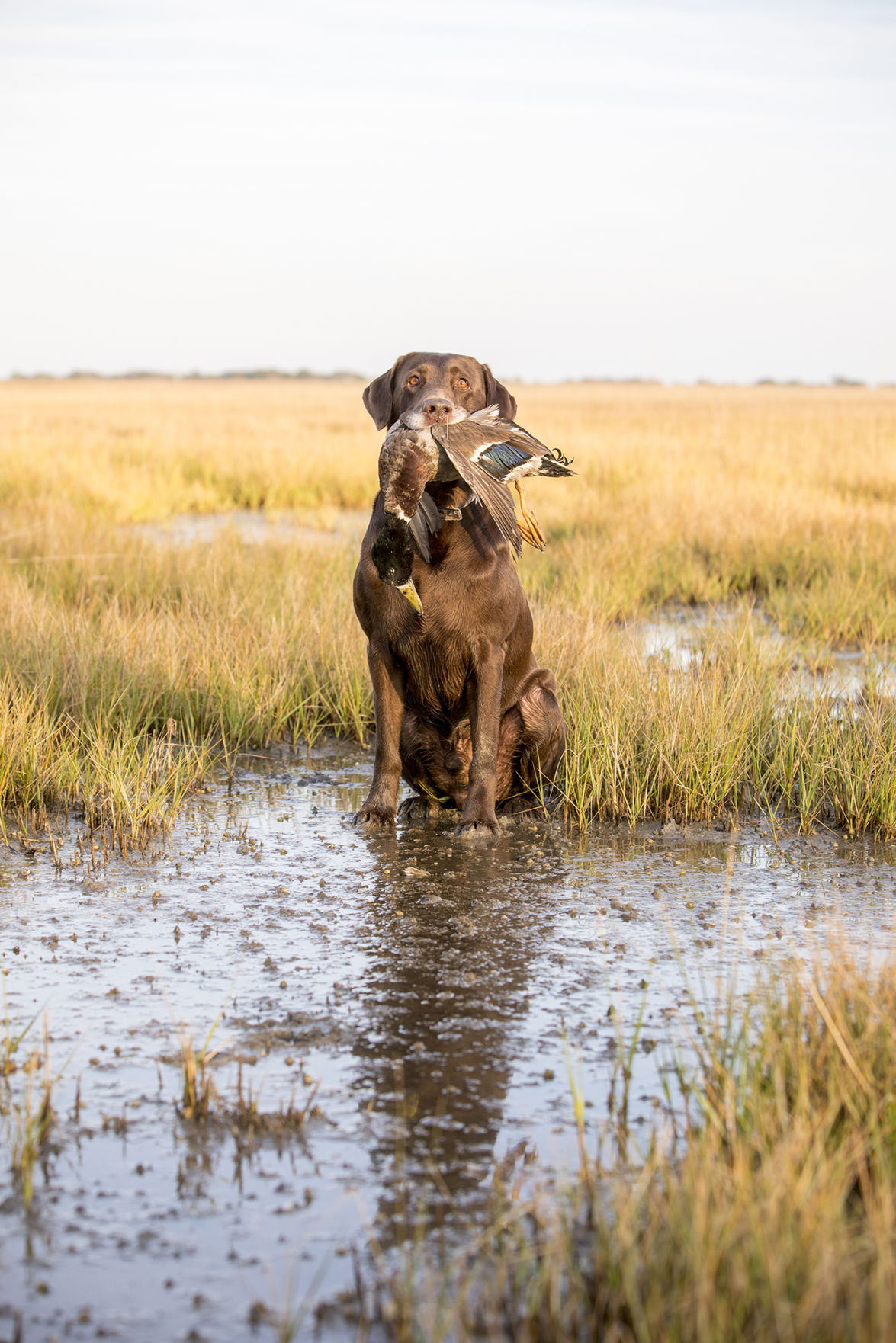 On the hunt | Features | goldenislesmagazine.com