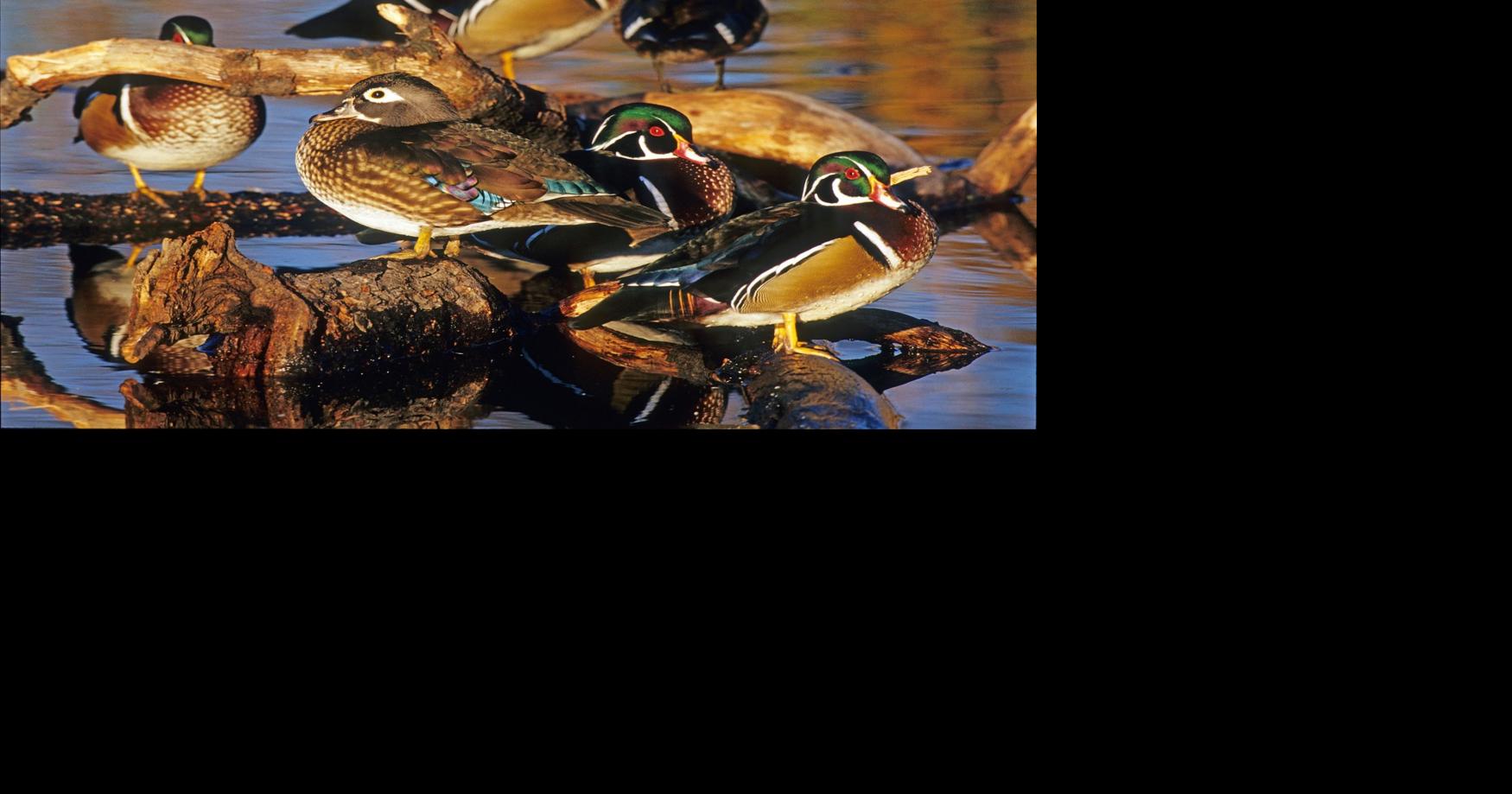 Wood Ducks | Gim Columns | goldenislesmagazine.com