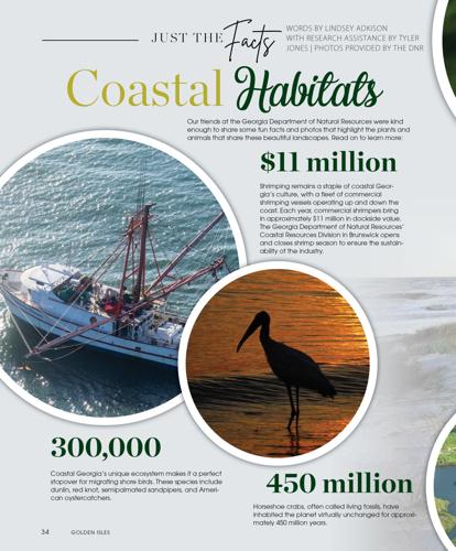 Just the Facts: Coastal Habitats | Coastal Queue | goldenislesmagazine.com
