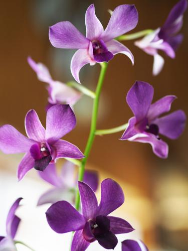 An Ode to Orchids | Features | goldenislesmagazine.com