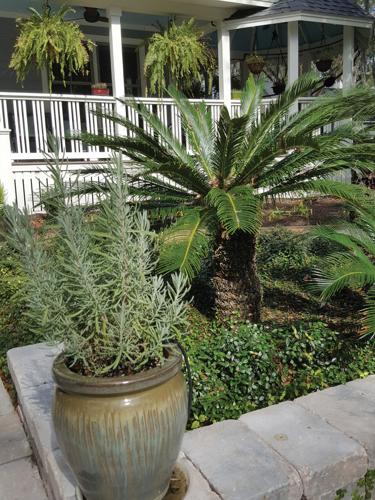 A Walk Through Paradise | Features | goldenislesmagazine.com