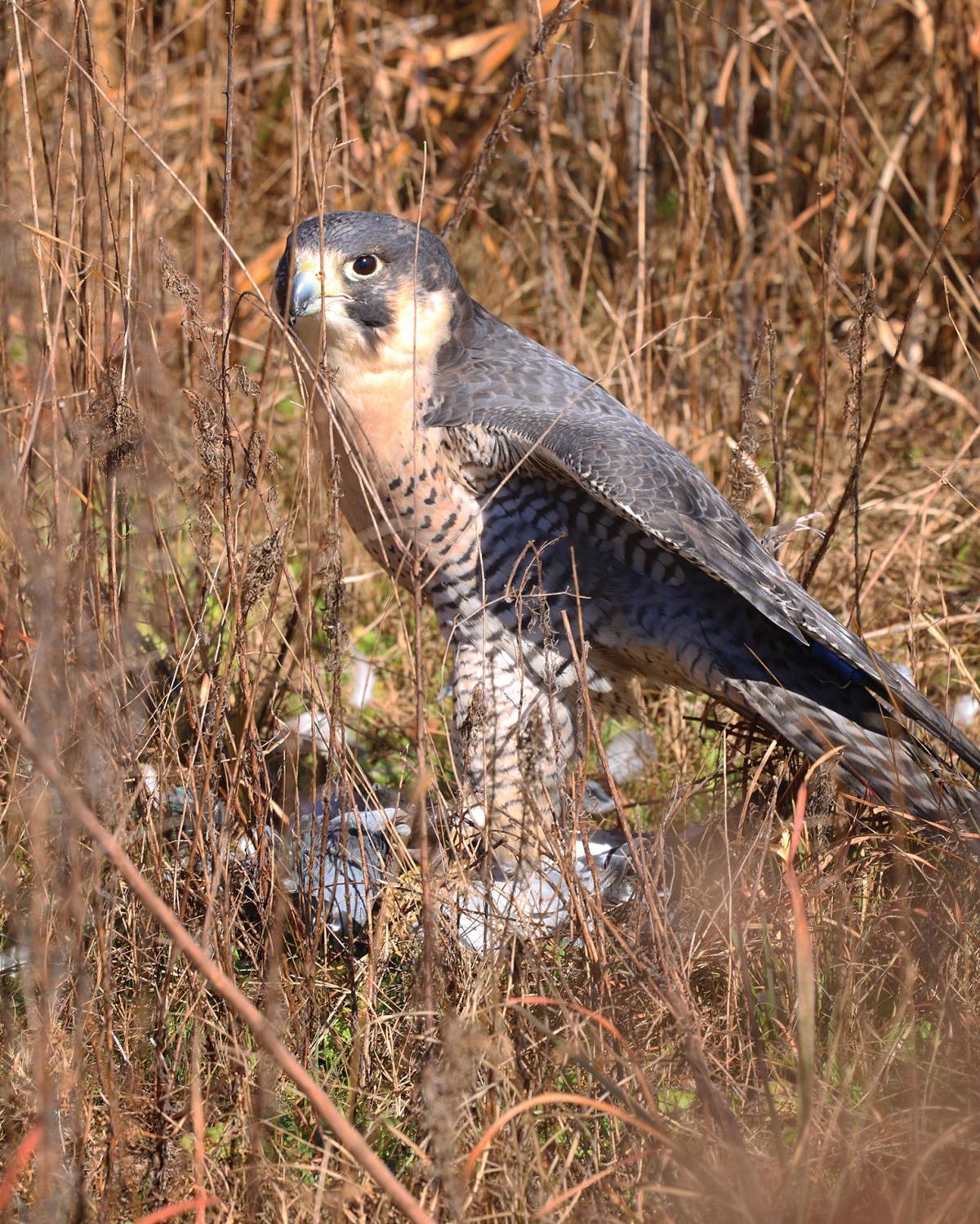 Raptor Rapture | Features | goldenislesmagazine.com