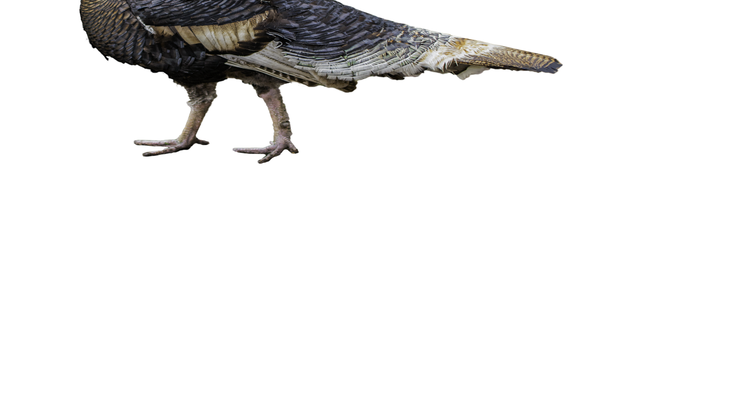 One Magnificent Bird | Gim Columns | goldenislesmagazine.com