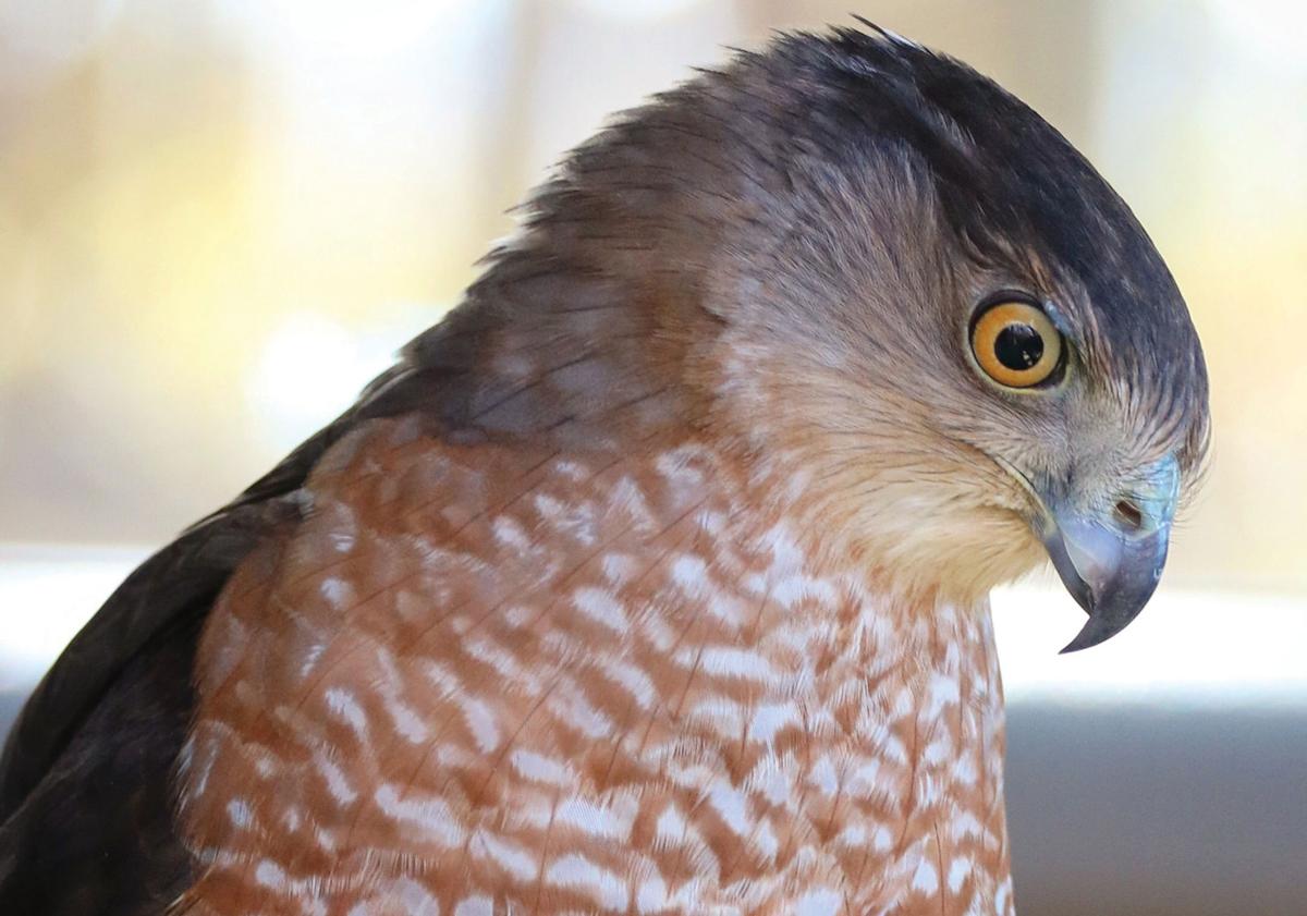 Raptor Rapture | Features | goldenislesmagazine.com