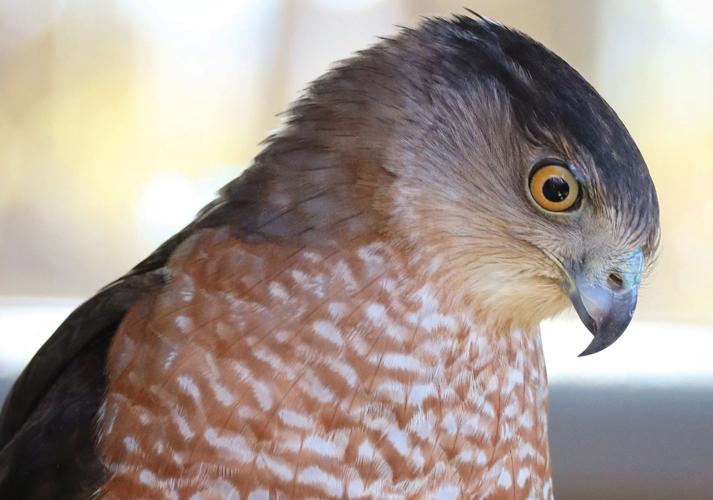 Raptor Rapture | Features | goldenislesmagazine.com