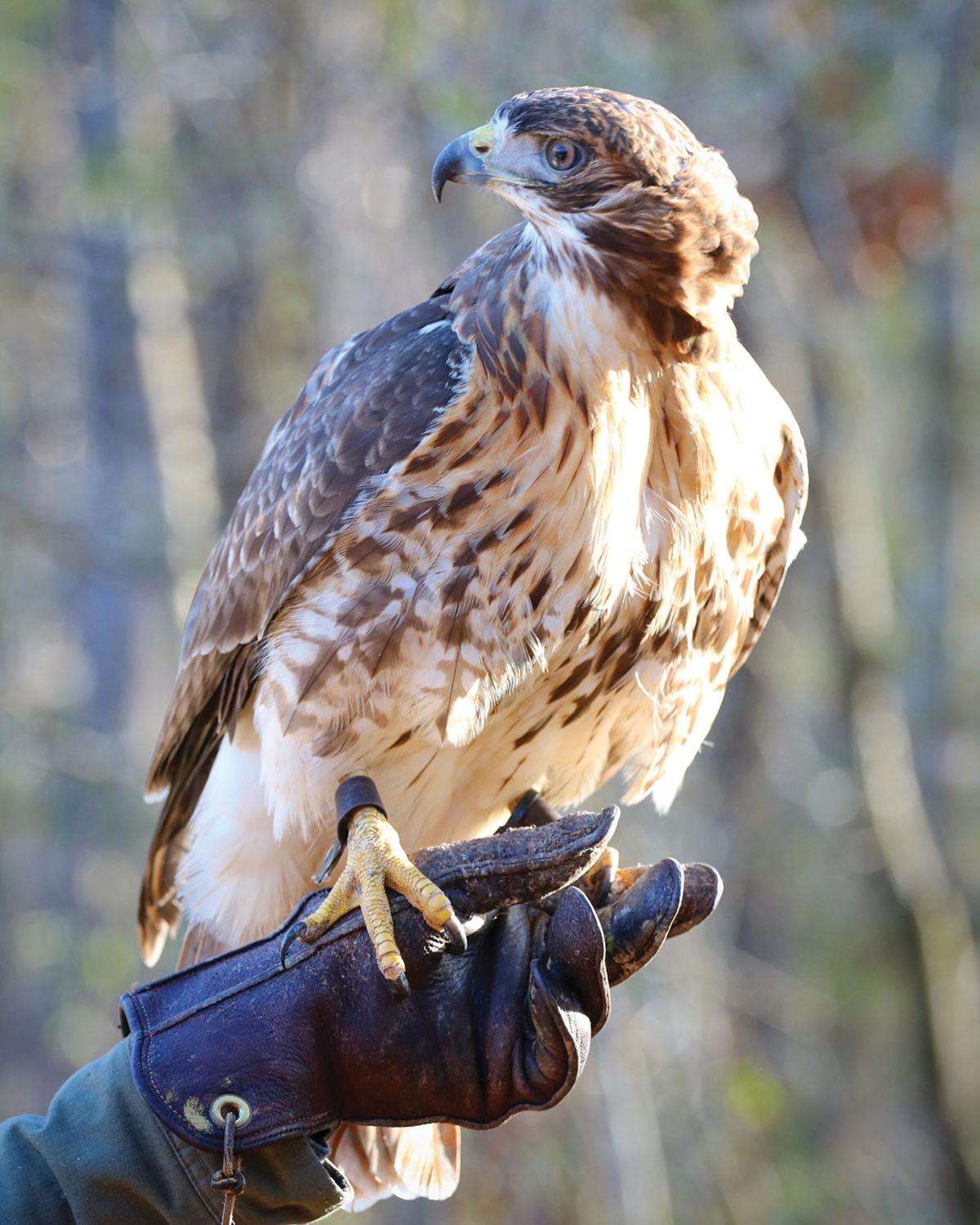 Raptor Rapture | Features | goldenislesmagazine.com