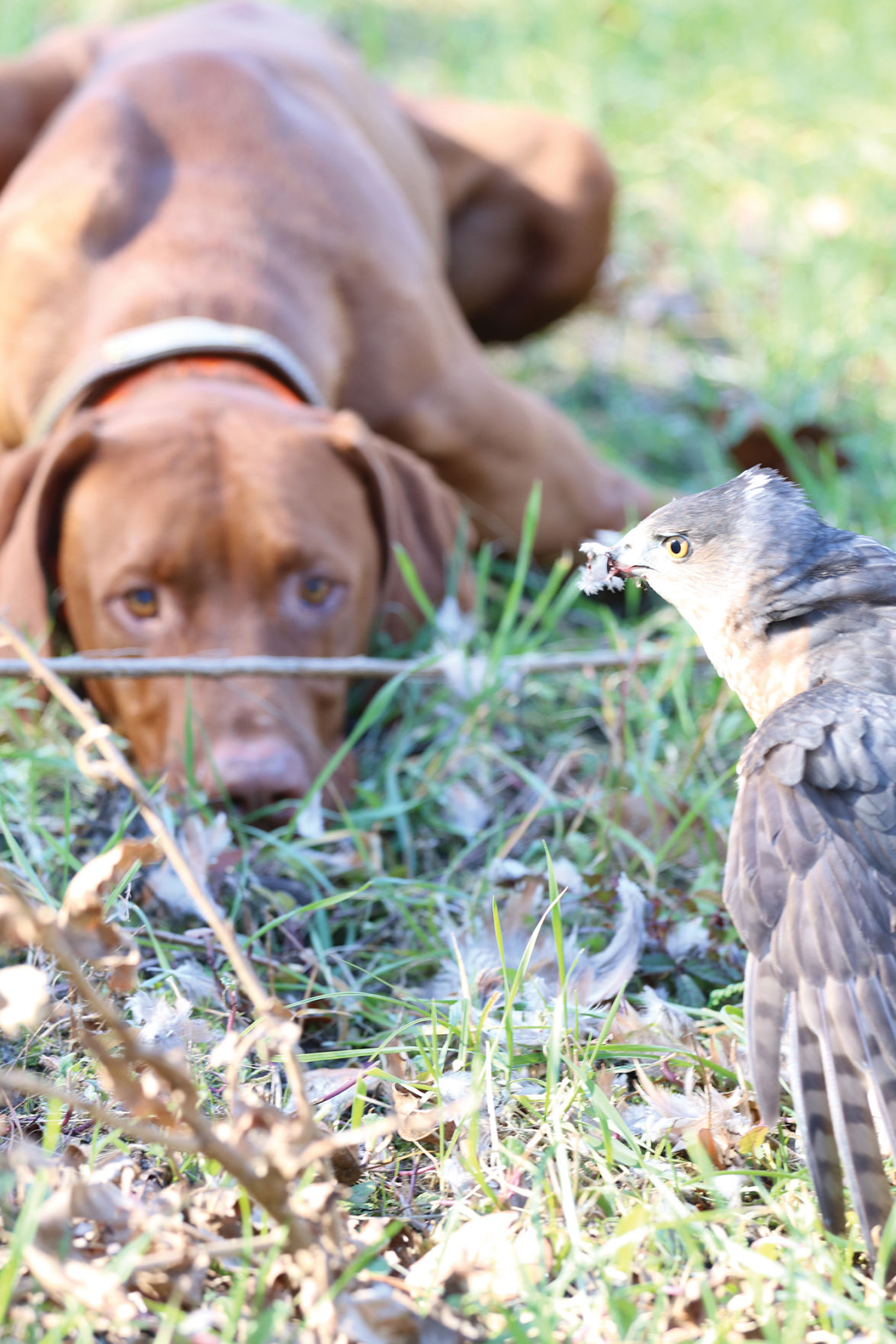 Raptor Rapture | Features | goldenislesmagazine.com