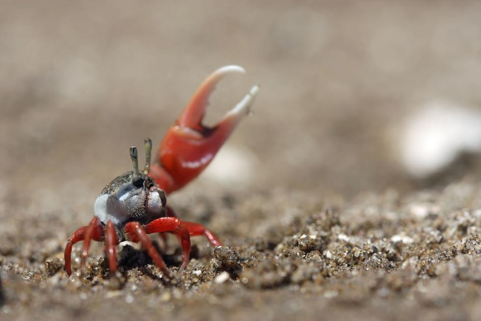 Fiddler crabs scurry across our shores | Gim Columns ...