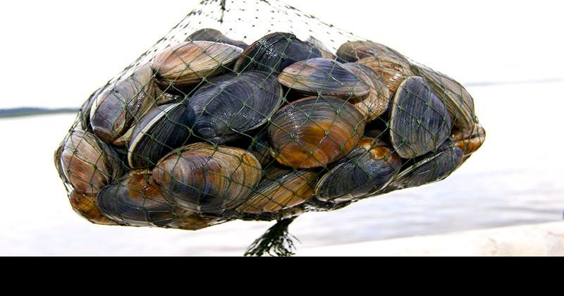 Clam farming takes root on Georgia’s coast | Features ...