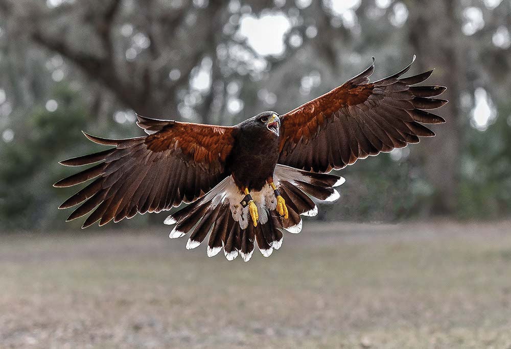 Raptor Rapture | Features | goldenislesmagazine.com
